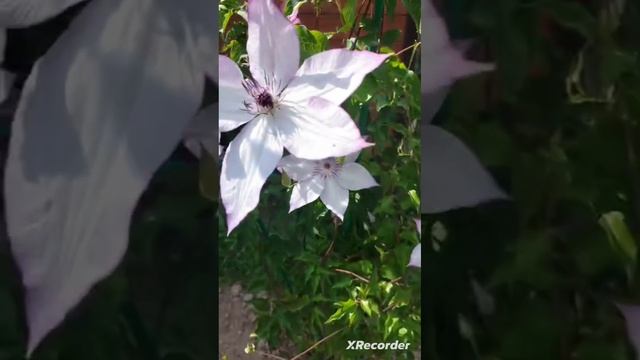 Розы в цвету!/Розариум во всей красе./ 15.07.2025г.