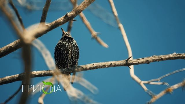 Природа. Скворец, Sturnus vulgaris