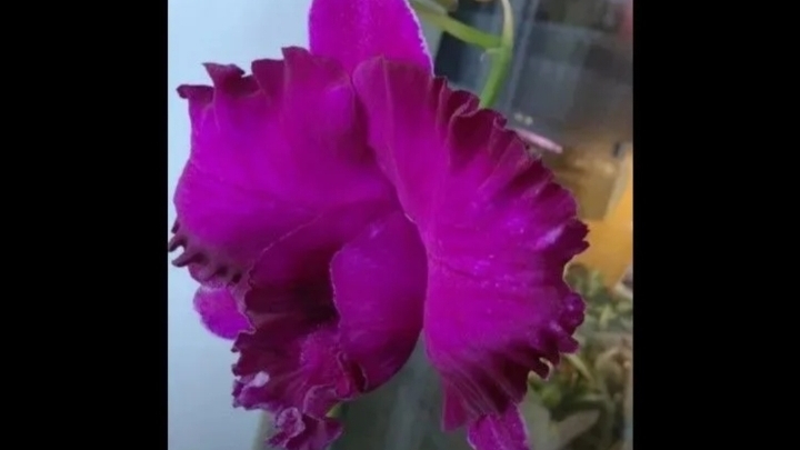 П-16.Ч-6. Дендробиум Ledi Red, первое знакомство через 5 дней после получения и посадки без корней