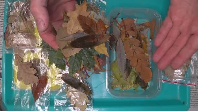 Хранение листьев для гальванопластики