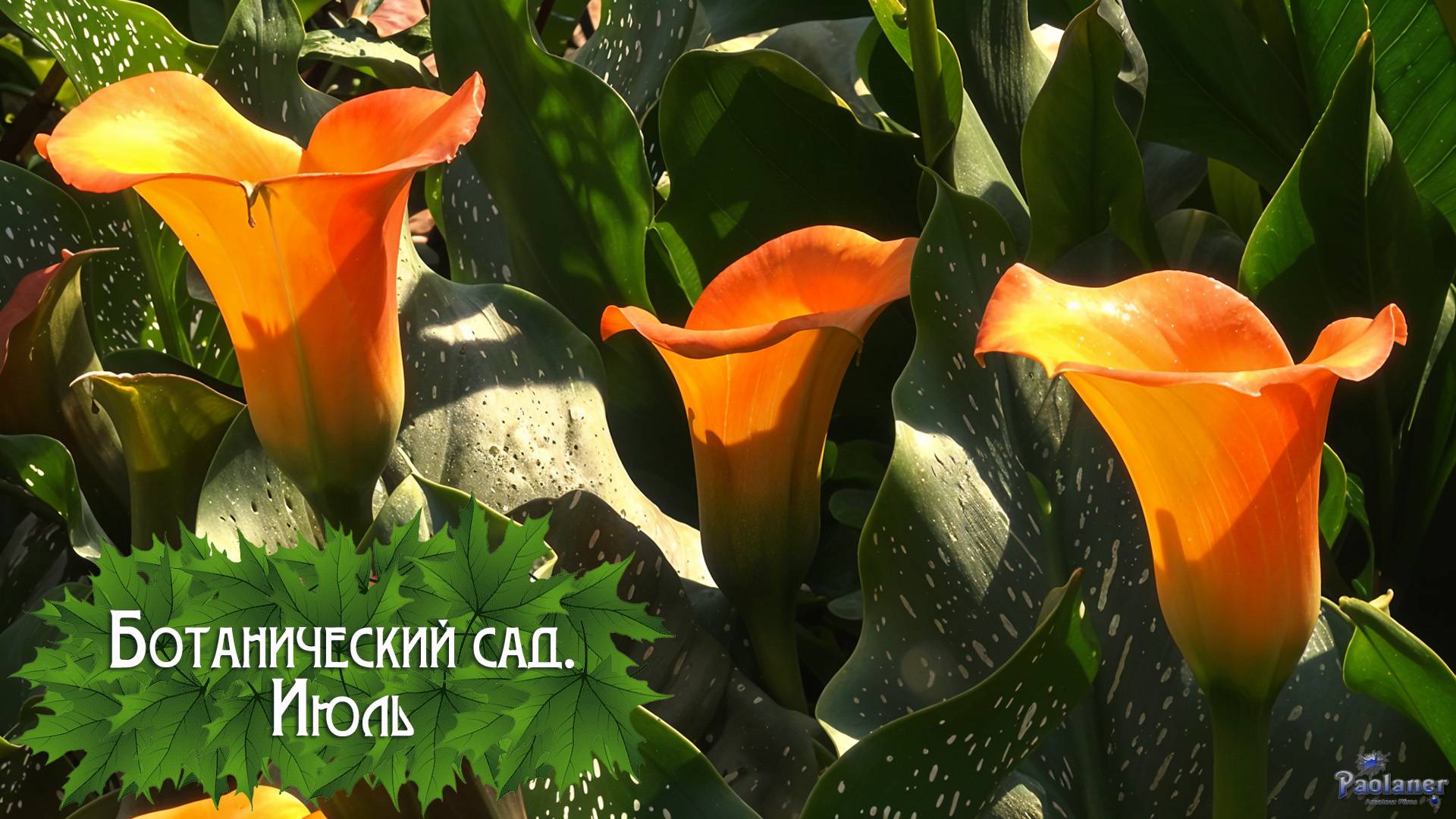 Ботанический сад. Июль (2025)