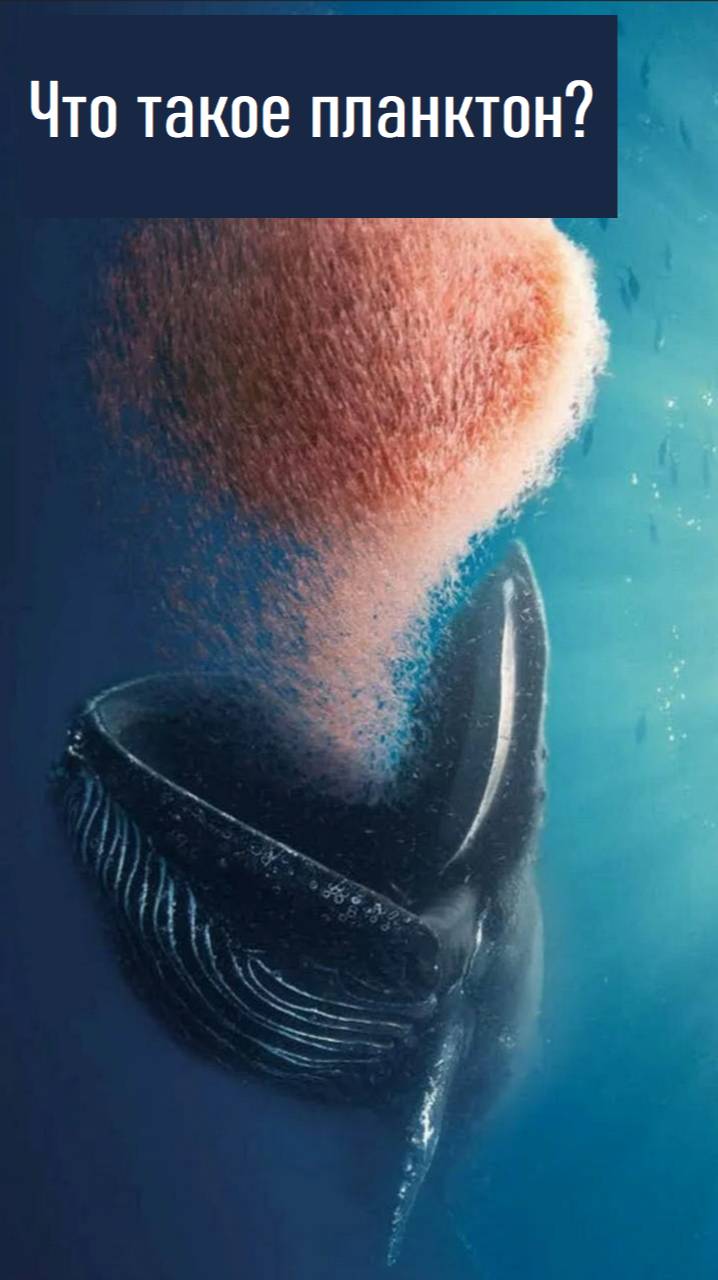 Что такое планктон?