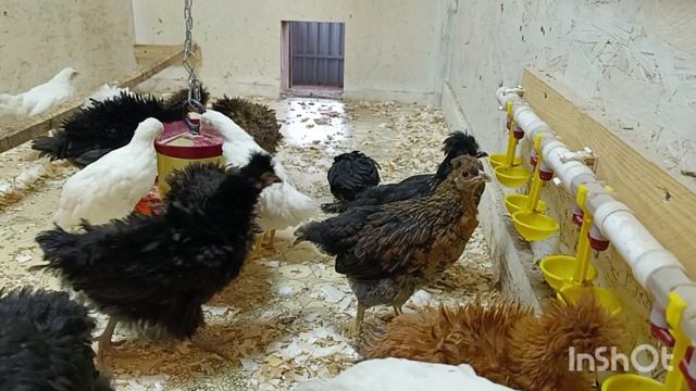 16-07-2025. Вечерний обход 🐤🐓🐔