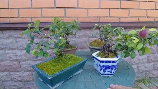 Бонсай айва красные и белые цветки лето 2025 год