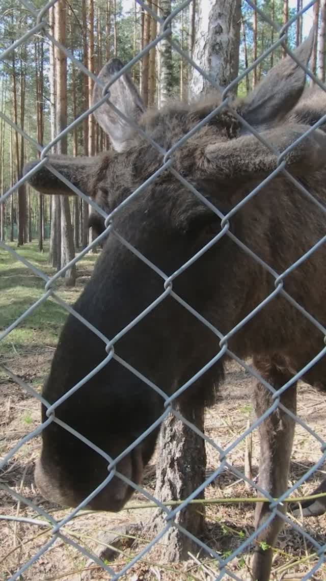 Кормим лося
