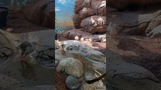 Гуляю по Москве. Увидела самую большую машину в мире #москва #царицыно #зарядье #зоопарк #дети