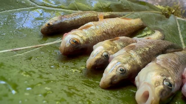 Кемпинг в лесу и рыбалка.