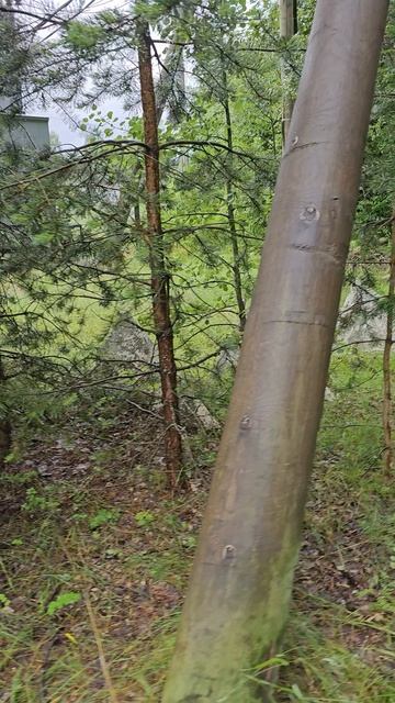 Лодейное поле. Lodeynoye Pole