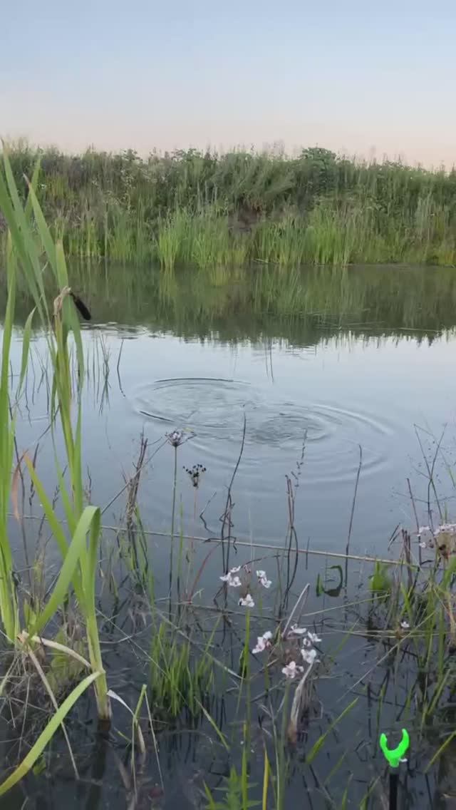Средний карась вываживание