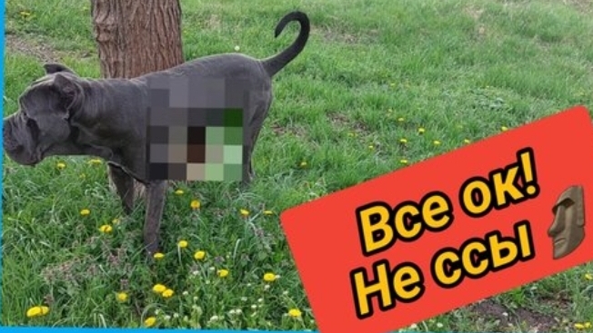 Последние новости от Кане Корсо