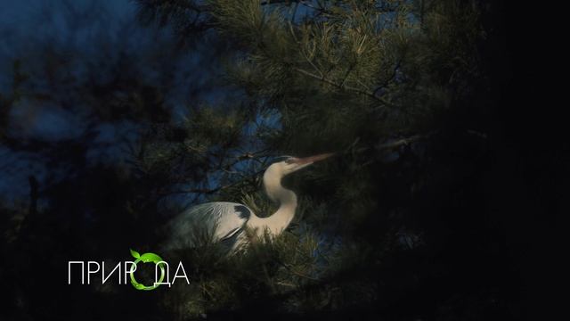 Природа. Серая цапля, Grey heron