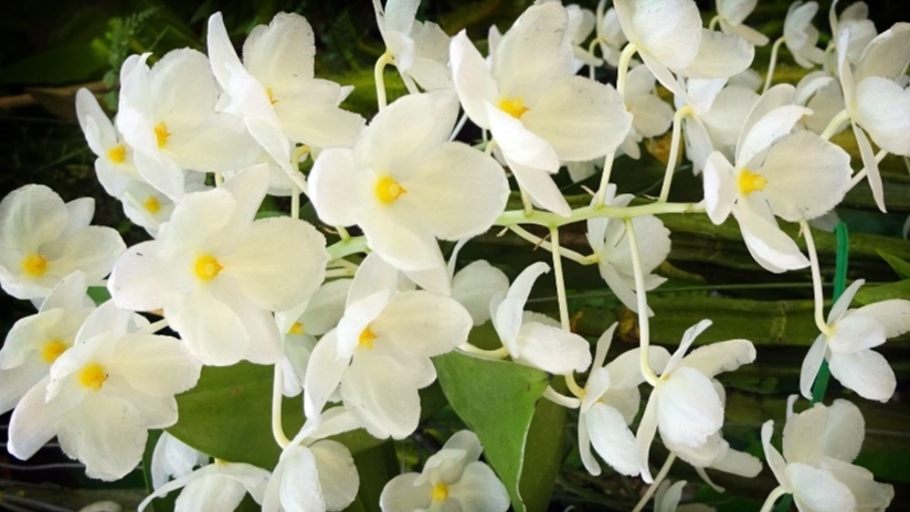 П-16.Ч-7. Дендробиум Farmeri , первое знакомство через 5 дней после получения и пересадки из мха.