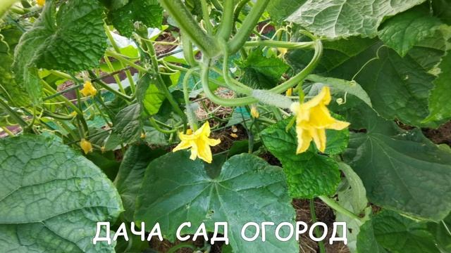 ОГУРЦЫ - ВЫРАЩИВАНИЕ ПРИ ХОЛОДНОЙ ПОГОДЕ