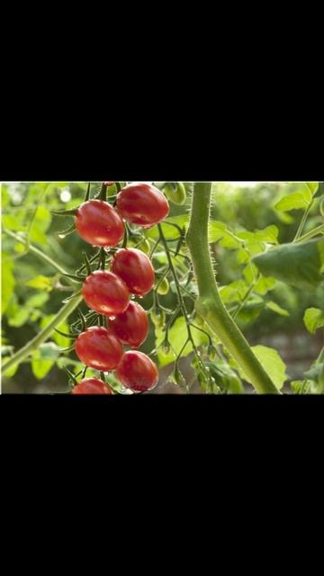 ТОМАТЫ МОЖНО ВЫРАЩИВАТЬ И БЕЗ ТЕПЛИЦЫ