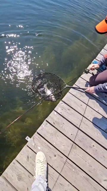 Форель на воблер FANG