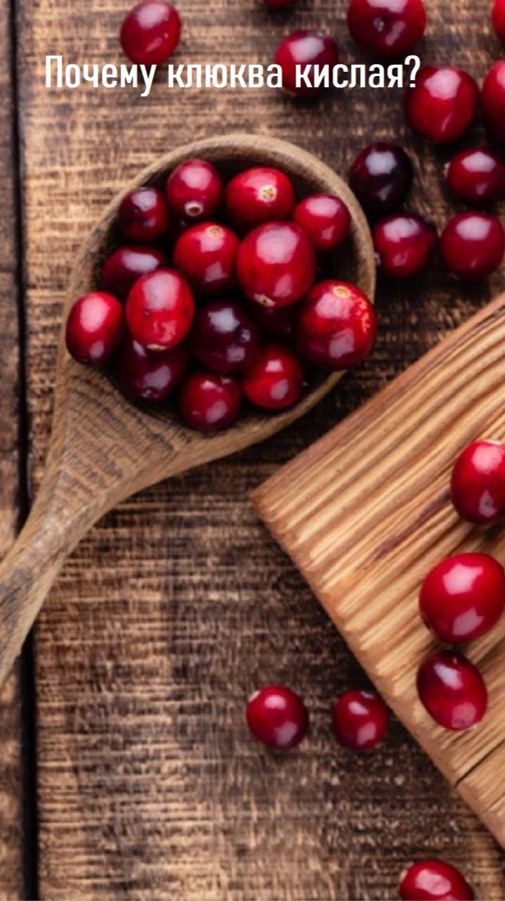 Зачем медведю клюква?