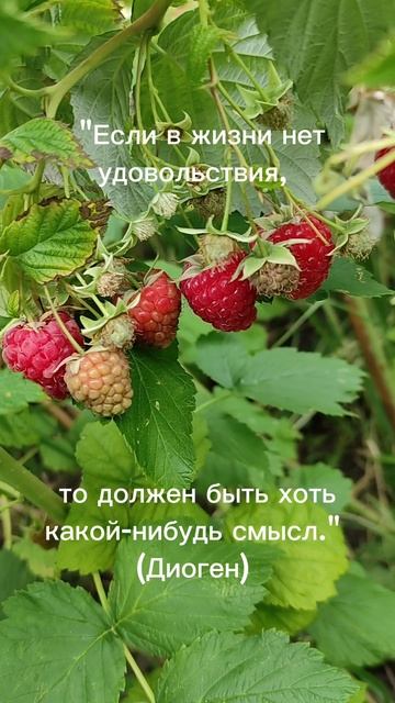 Смысл жизни. #мудрыемысли