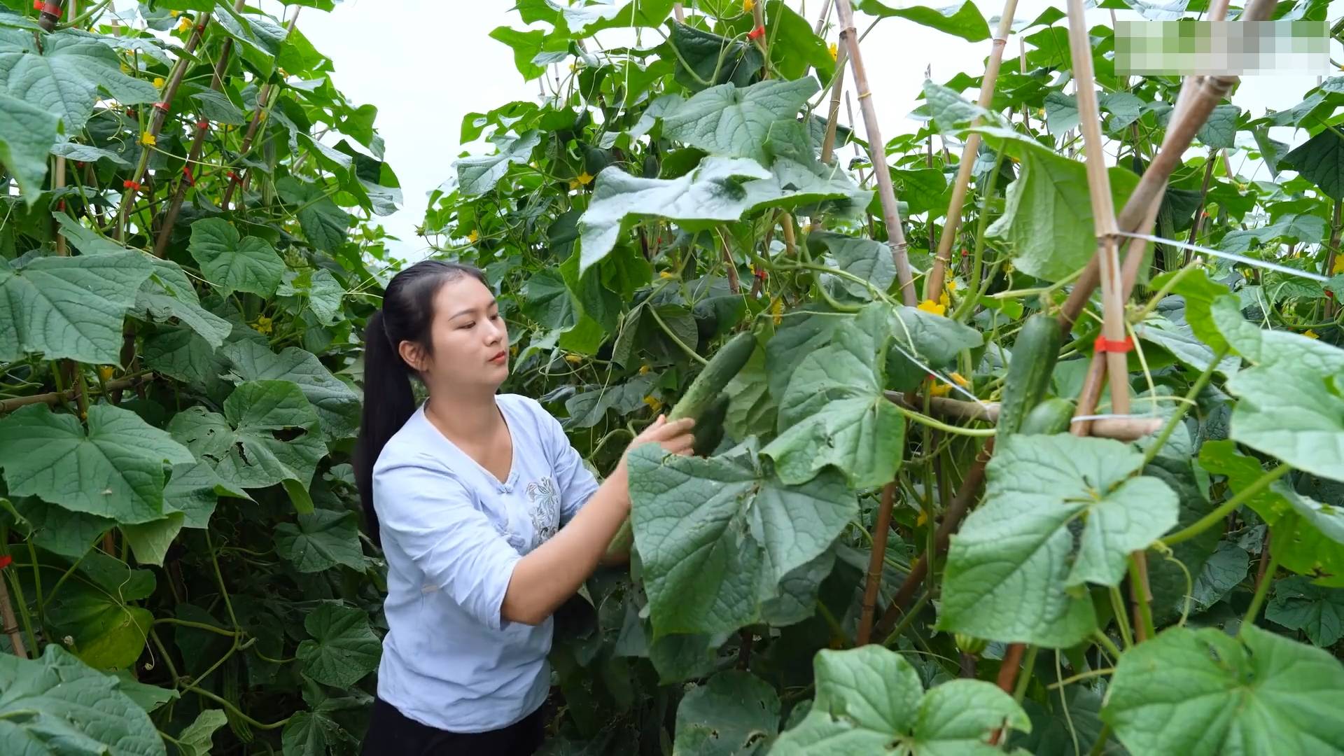 Лун Мэймэй Л - Не можете съесть все огурцы с целого куста? их можно засолить под прессом