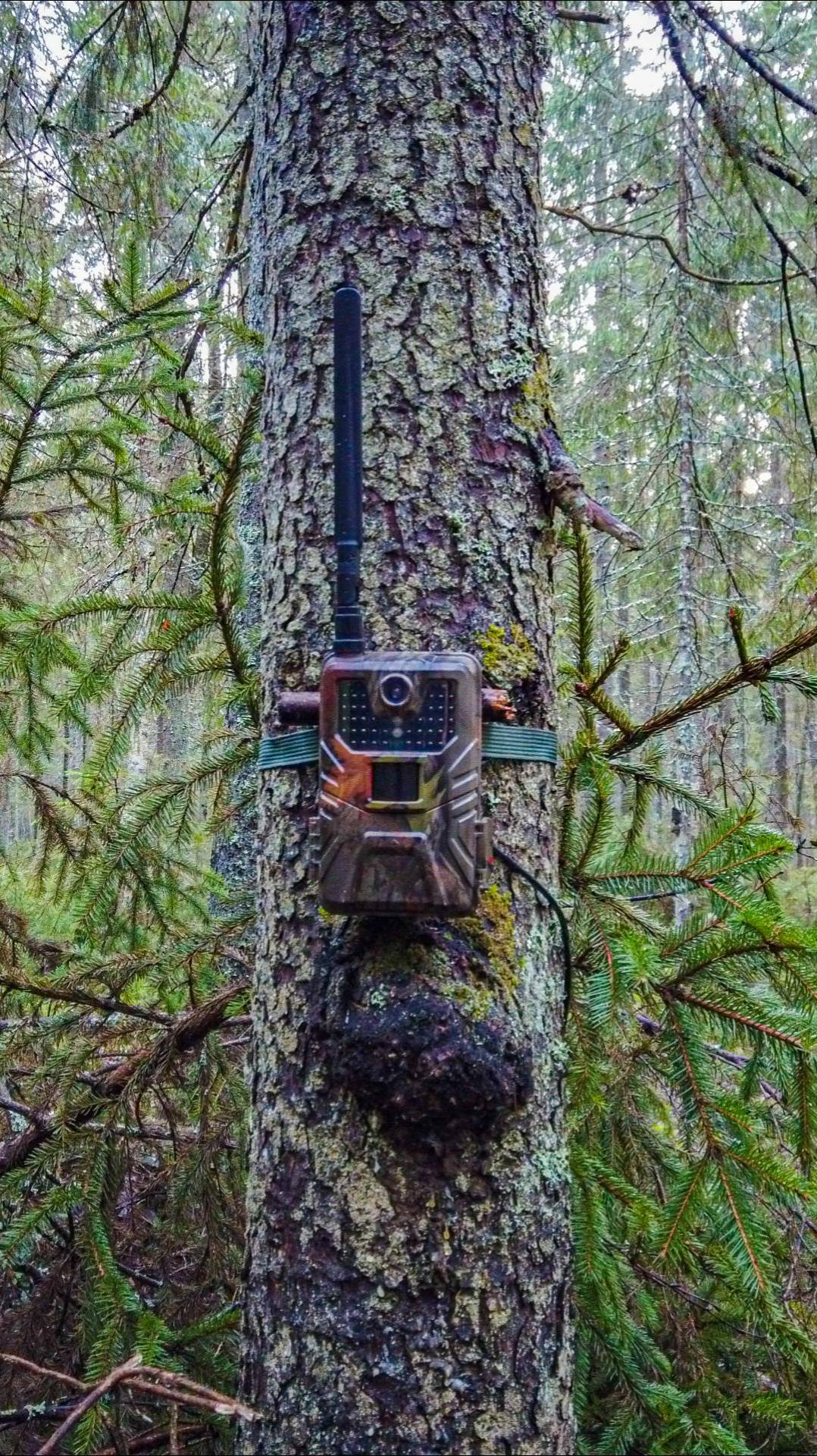 Фотоловушка