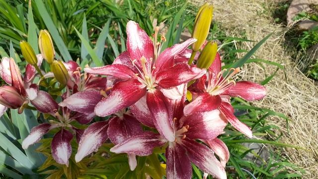 лилия ДАНА (Vlasova' 2023)