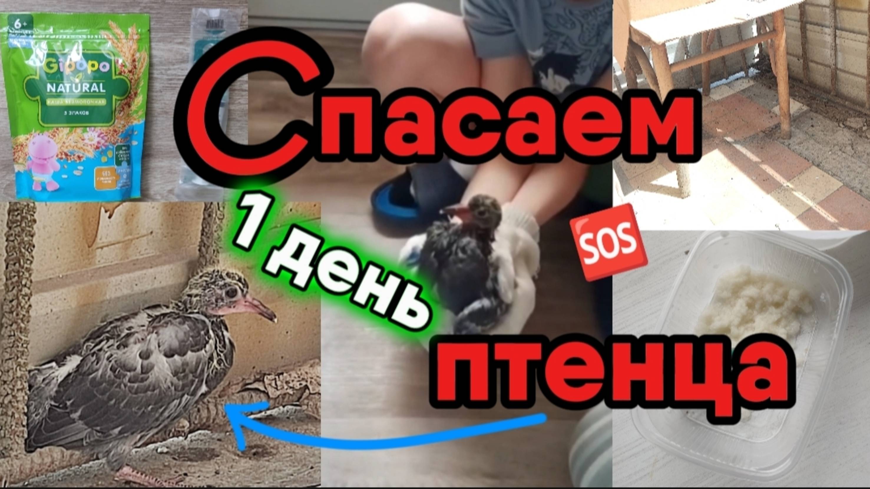 ⚠️Птенец из вентиляции. Один день у нас. 2 часть