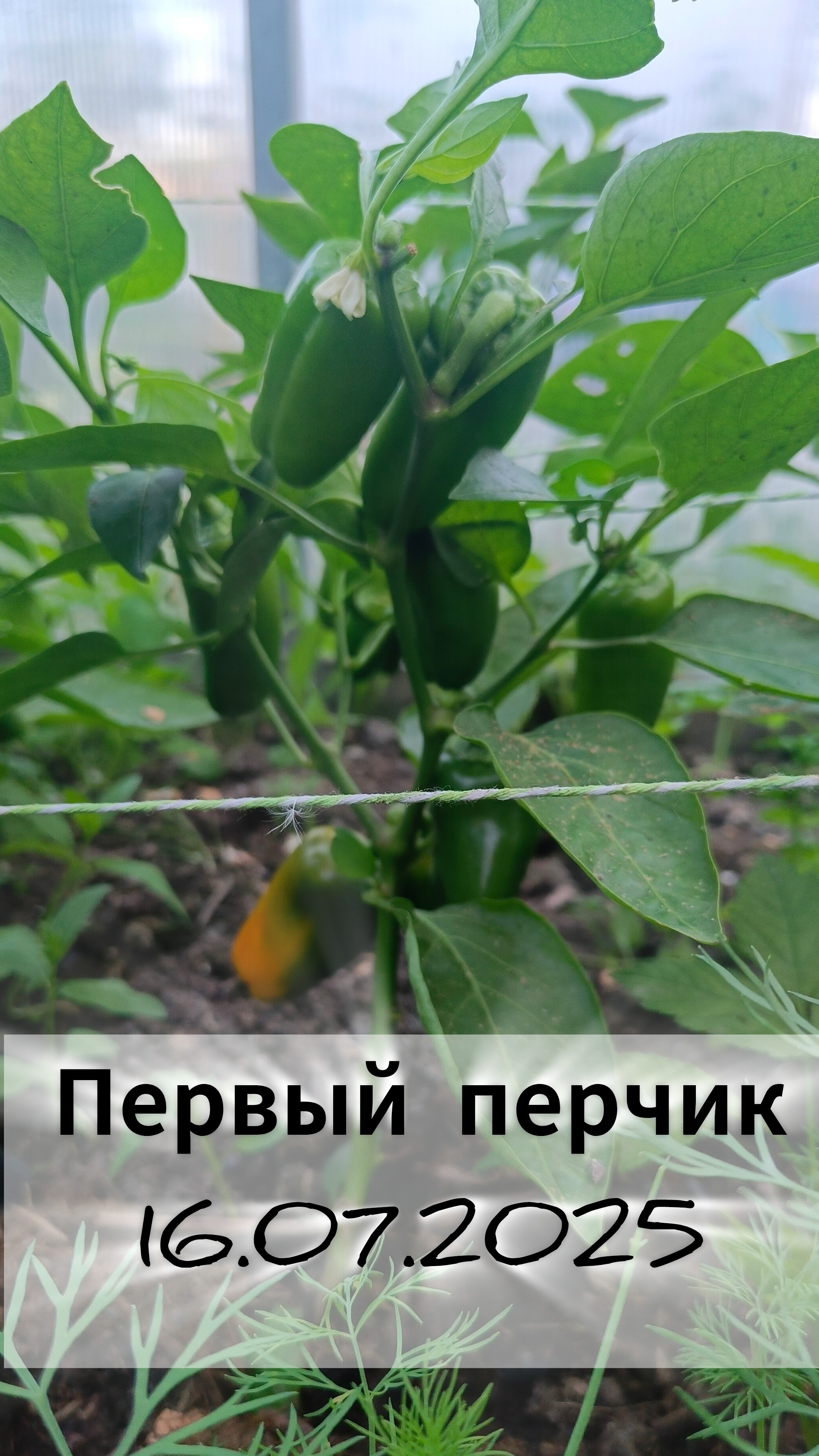 Первый перчик "Лисичка оранжевая"