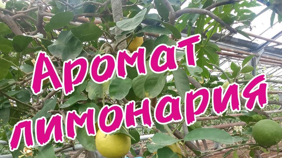Аромат лимонария