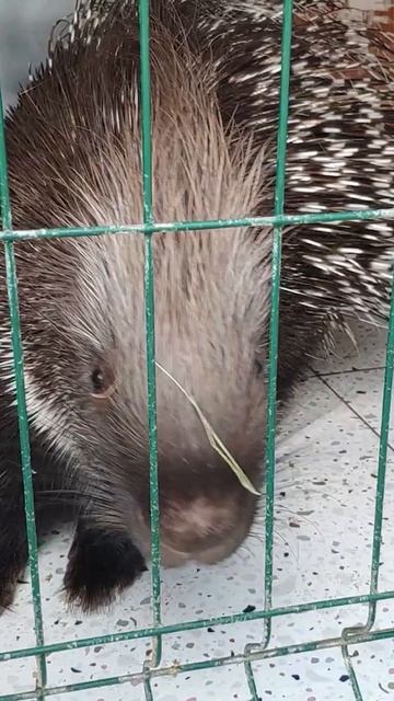 Дикобраз Барик распушил иголки