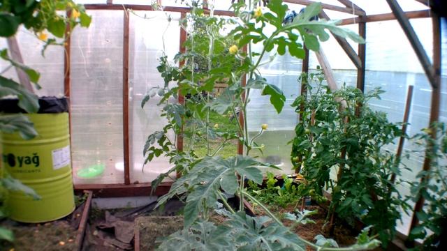 Самый простой и бесплатный дренаж на участке женскими руками.