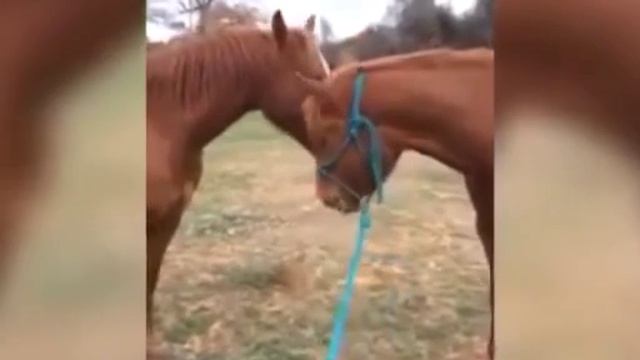 КОНЬ УХАЖИВАЕТ ЗА ЛОШАДКОЙ ПРИНЕСЯ ЕЙ СЕНОМ НАСЛОДИТЬСЯ