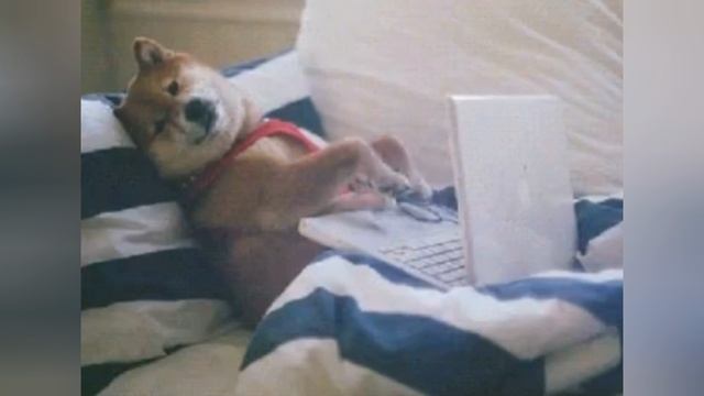 самое смешное видео