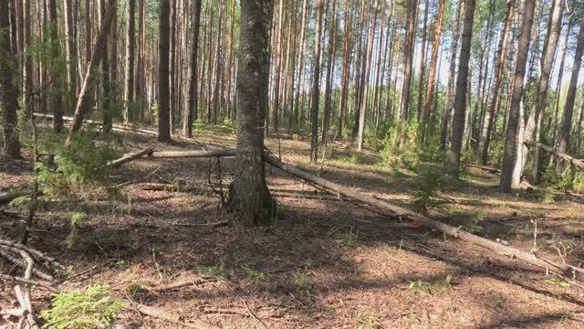 Тихая охота в лесах Марий Эл без монтажа. От захода в лес, до выхода с грибами.