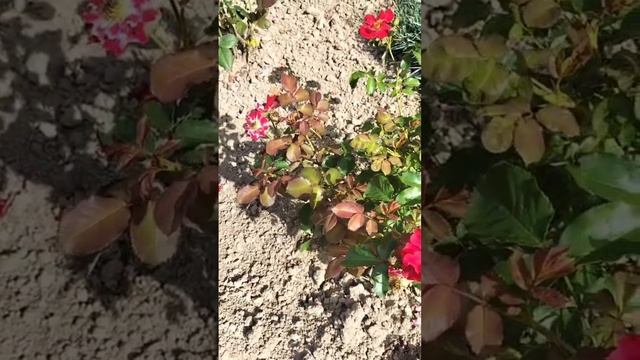 Розы./Прелестные розы./ Розы в цвету./ Первая волна цветения роз.Ч.2. 15.07.2025.