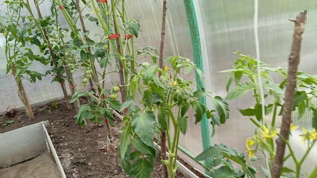 Сделала стрижку помидорам и огурцам...