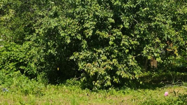 На даче живет бесхвостая сорока, Ленинградская область