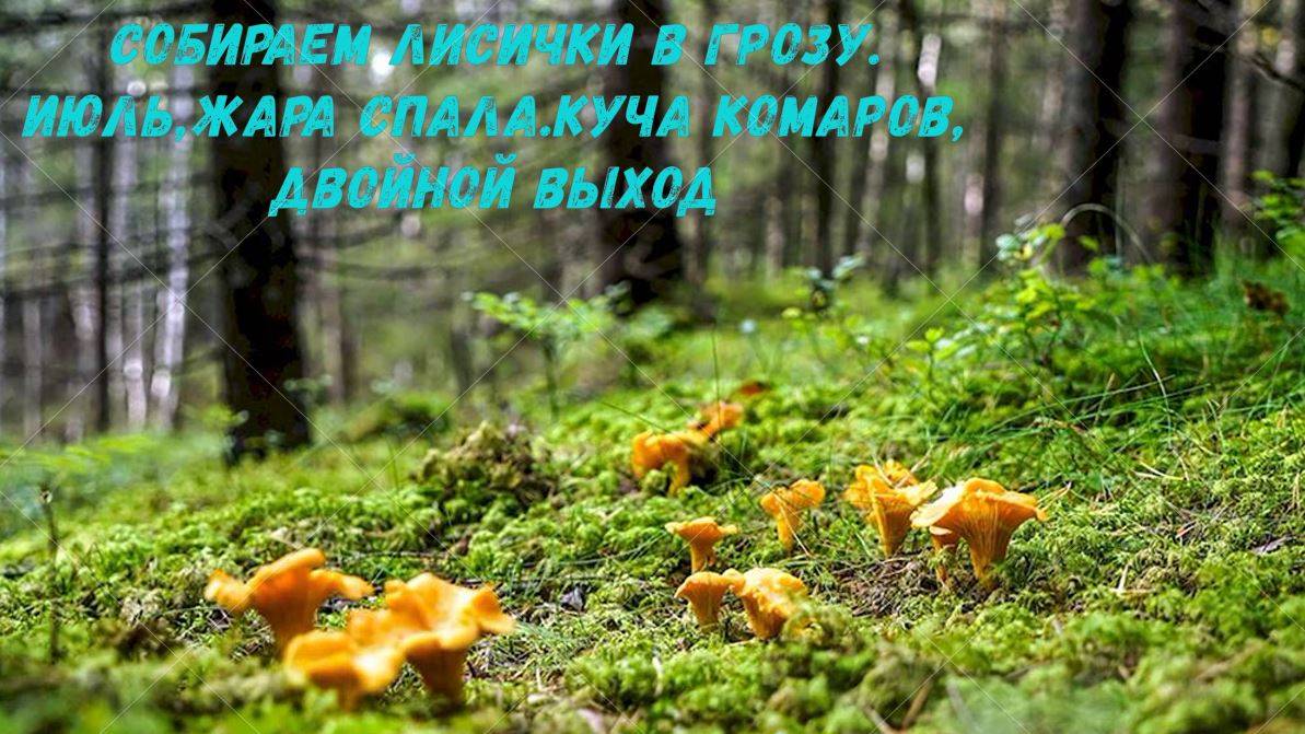 Собираем лисички в грозу.июль,жара спала.куча комаров,двойной выход