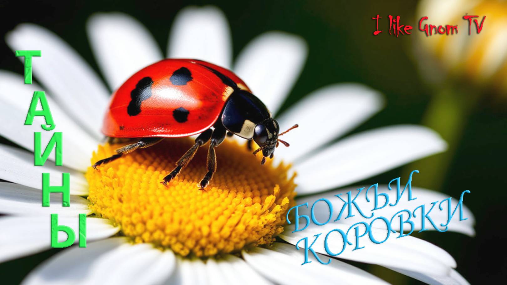 Божьи коровки