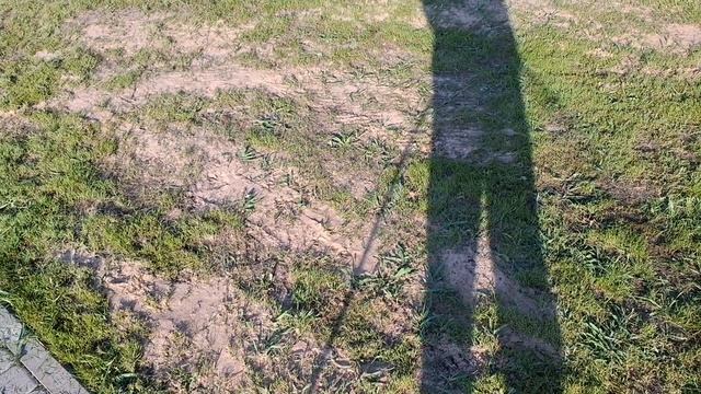 Подсадил газон после зимы. Взойдет ли?