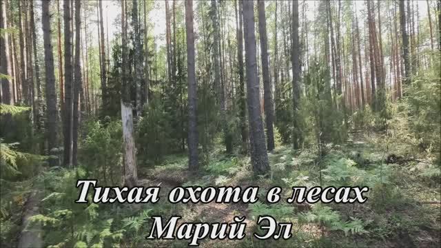 Тихая охота в лесах Марий Эл (Cantharellus)