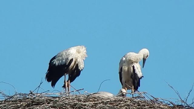 Аистята птенцы в гнезде
