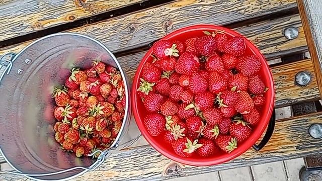 Собрали клубнику.