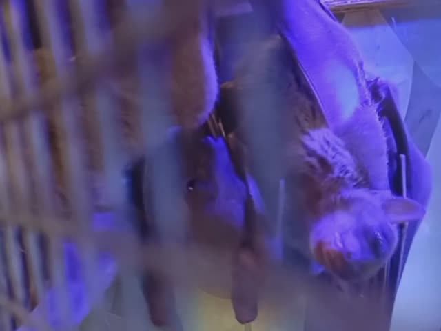 Летучие мышата