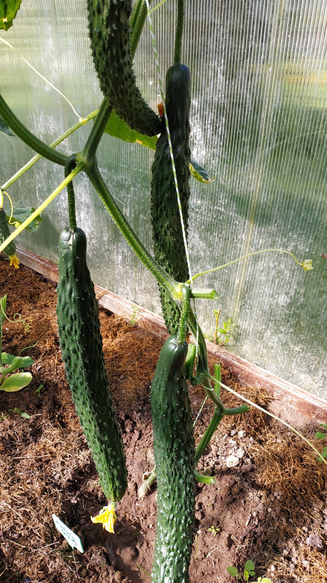 Какой урожайный огурчик!