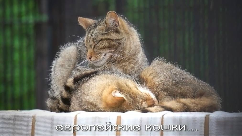 Семейство кошачьих от маленького котенка маргая до снежного барса, тигра и льва Ричарда.