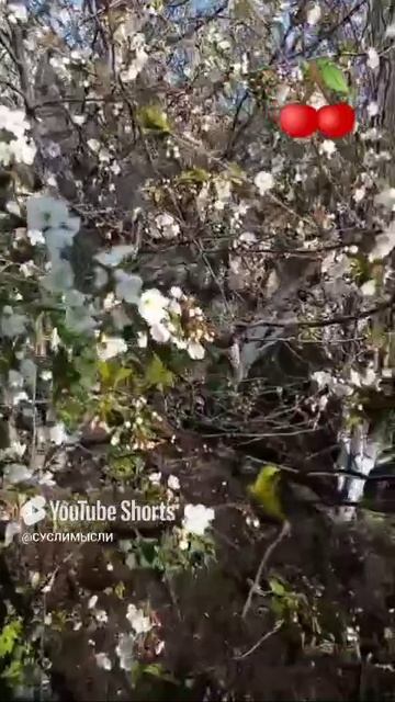 Зацвела вишня.