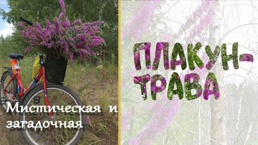 Мистическая и загадочная Плакун -трава💥#дербенник #плакунтрава  #video vikа  #сезонконтентаRUTUBE