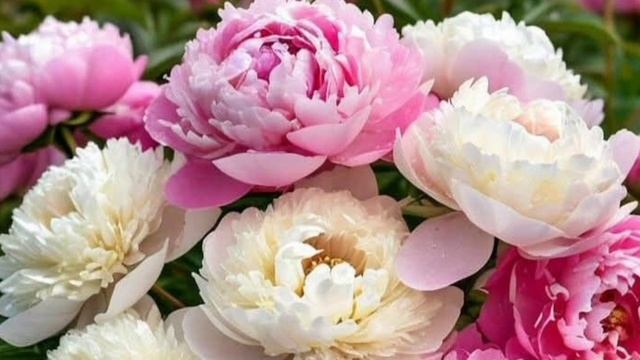 Пионы - в чем их красота и индивидуальность? Происхождение пионов.