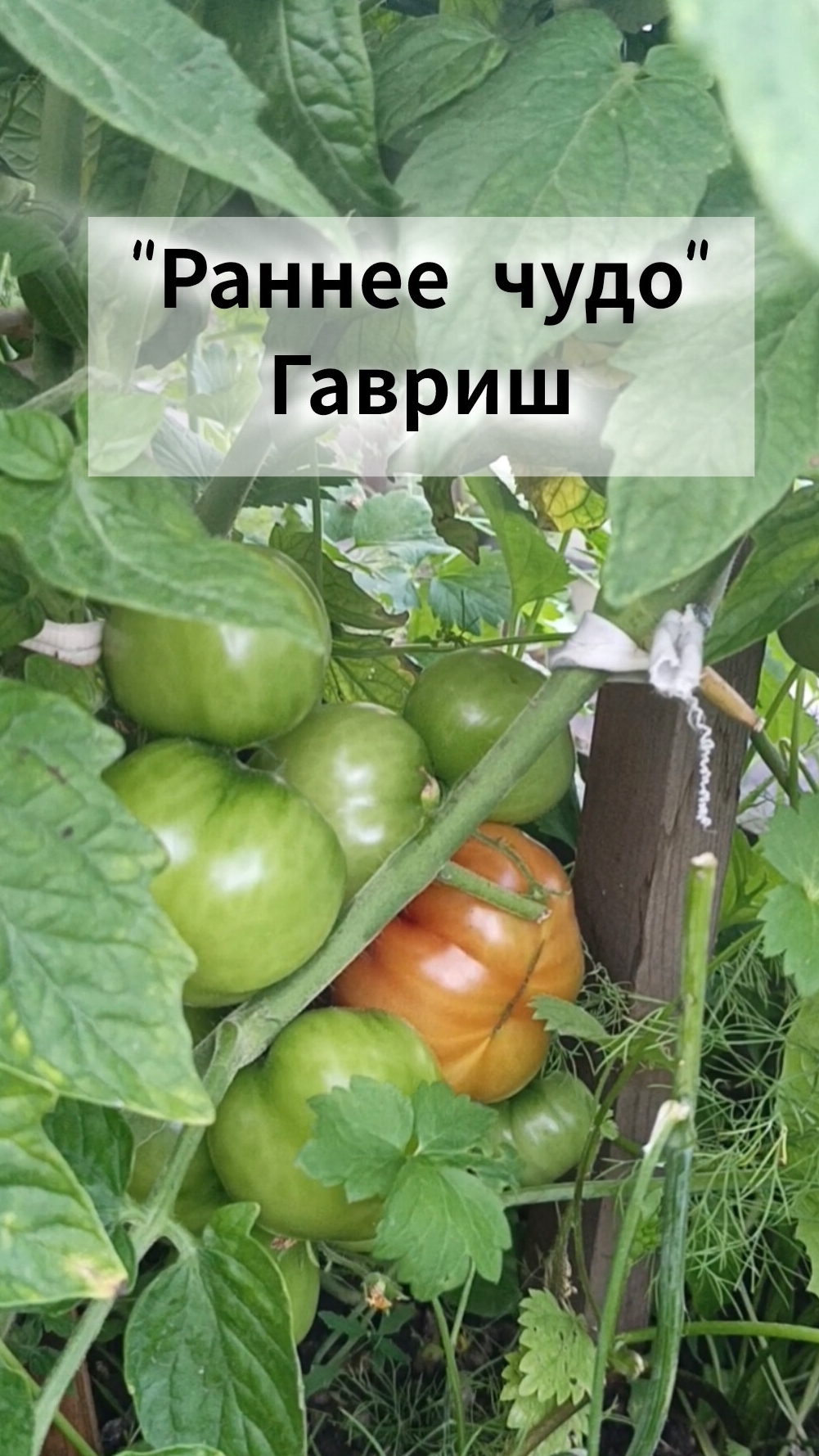 Первая помидорка в 2025 году. "Раннее чудо"