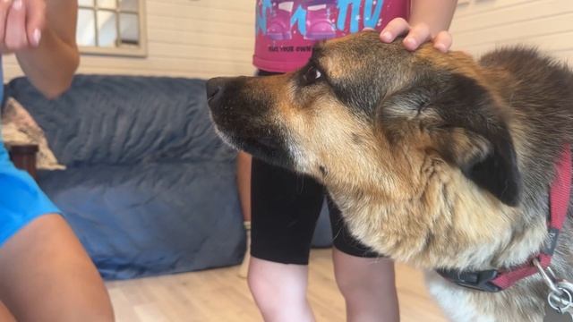 Когда выбесили все...