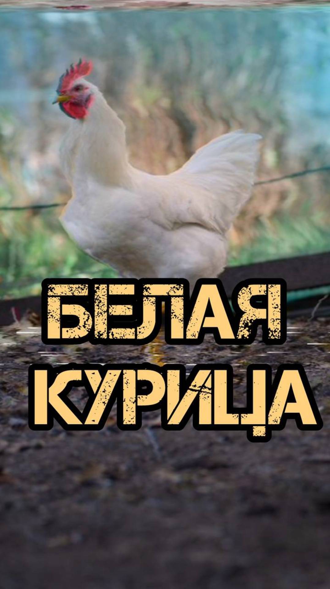 Белая курица / Мистическая история